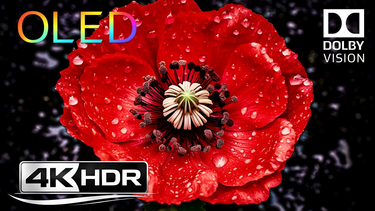 The Most Insane Color OLED DEMO Ever | 4K HDR 240FPS Dolby Vision (8K ...