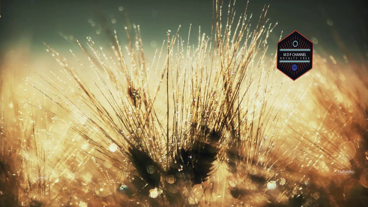 Background Music For Fashion Show Ramp Walk Catwalk Videos Royalty Free ...