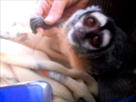 Rango Adventures (Owl Monkey) 19 - YouTube