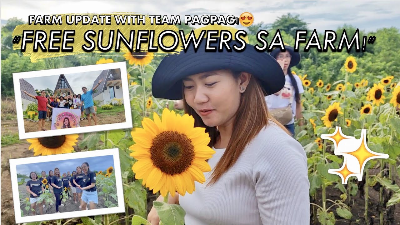 "FREE SUNFLOWERS SA FARM!🌻💖(Farm Update with Team Pagpag)👯‍♀️” | Anghet ...