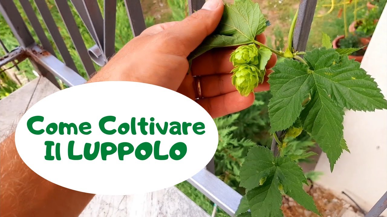 Come e quando Coltivare il LUPPOLO - YouTube