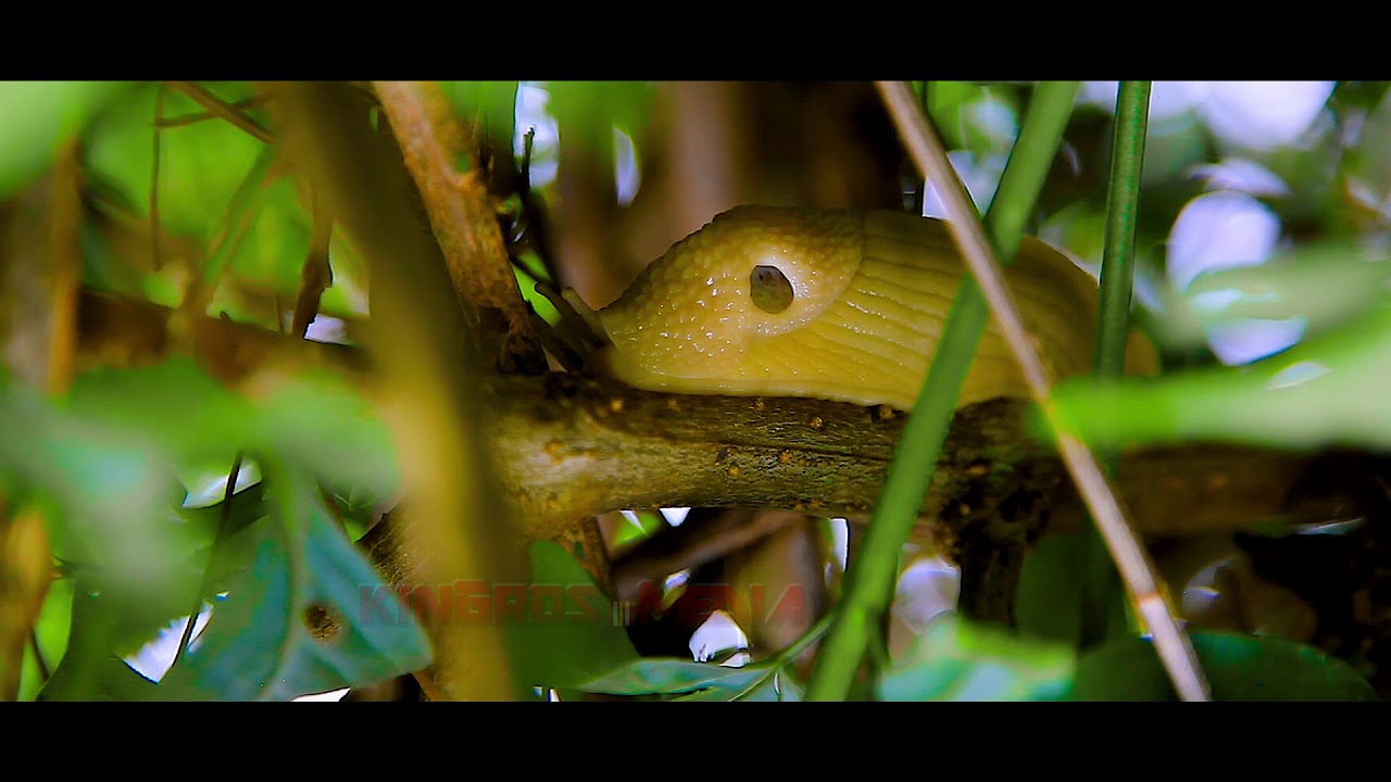 Kenyan slug snail Adaptation Africa - YouTube