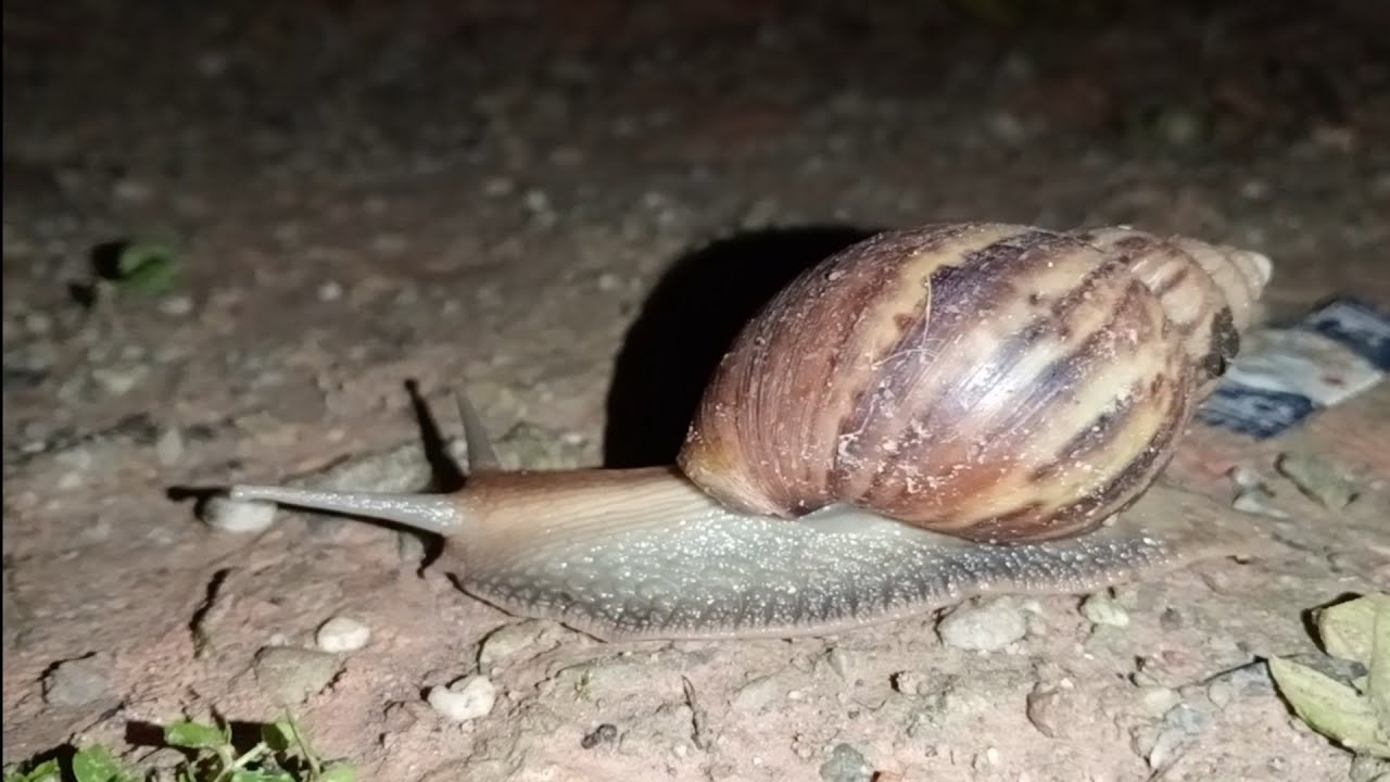 snails siput darat - YouTube