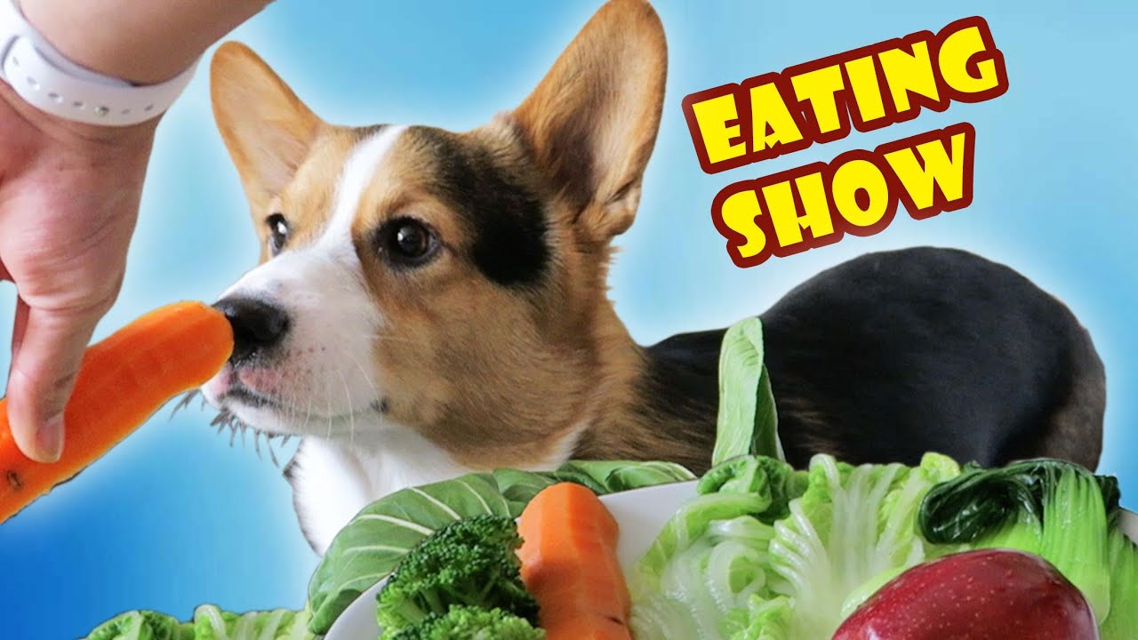 CORGI DOG ANNIHILATES VEGETABLES | MUKBANG ASMR EATING SHOW - Life ...