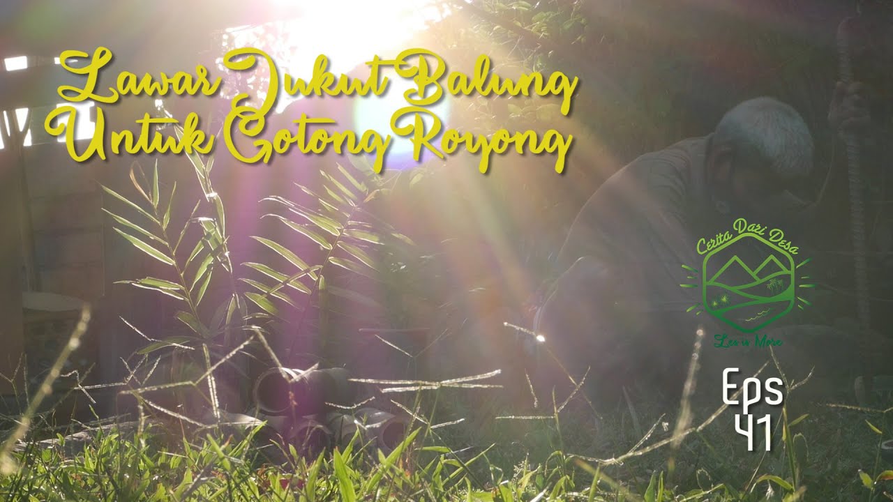 LAWAR DAN JUKUT BALUNG UNTUK GOTONG ROYONG - YouTube