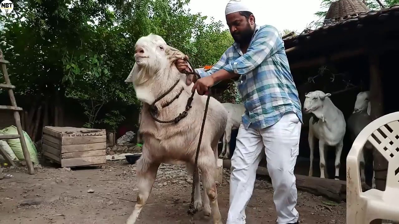 Talagang muhalla jhatla me - YouTube