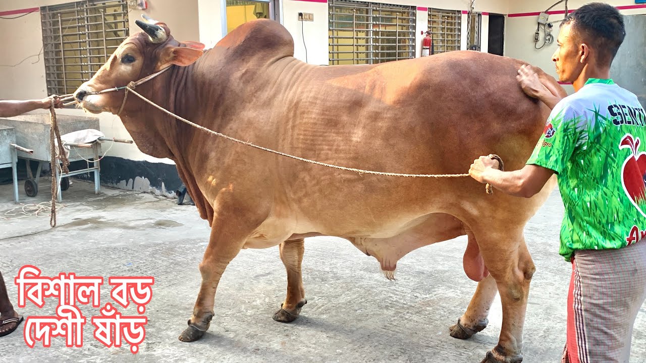 ২০২৪ কুরবানীর বিশাল বড় দেশী ষাঁড় | Huge Deshi Bull Display | Batch ...