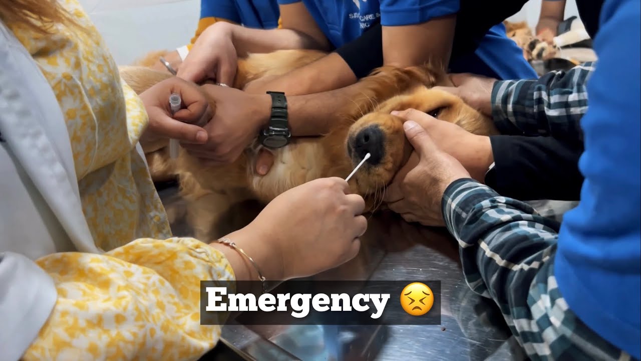 Max ko emergency mei hospital le Jana padha 😔😣 @THEHIMALAYANHUSKY - YouTube
