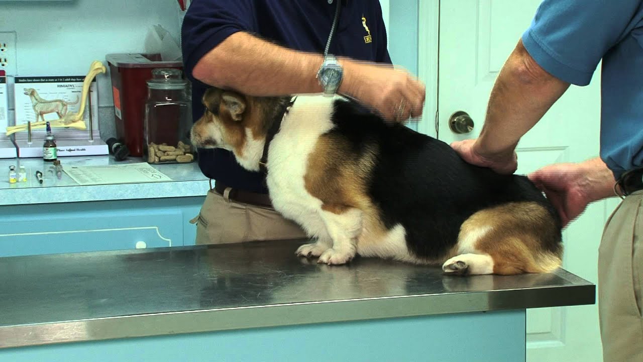 Ocala Gainesville Dog PHYSICAL EXAM - YouTube
