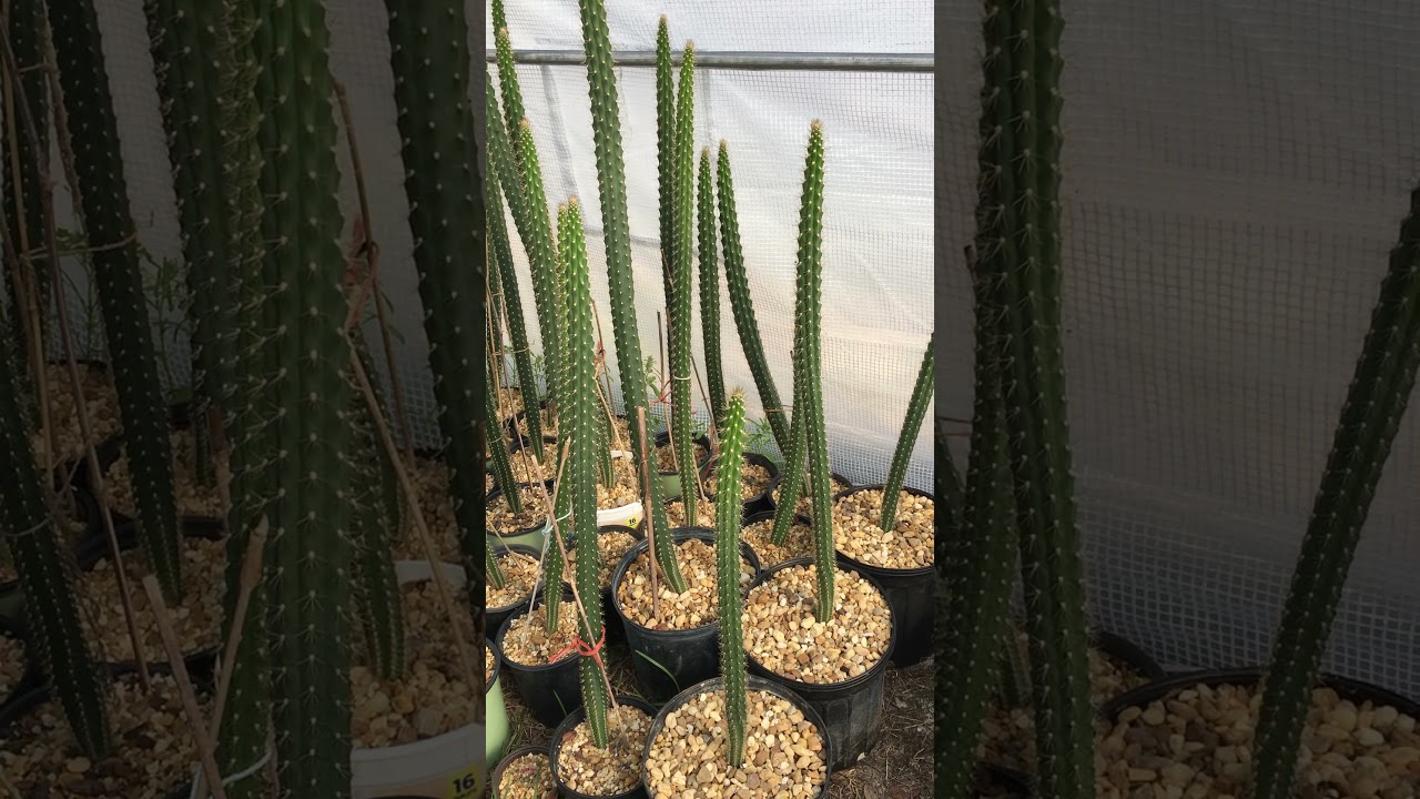 Harrisia fragrans and Harrisia aboriginum - YouTube