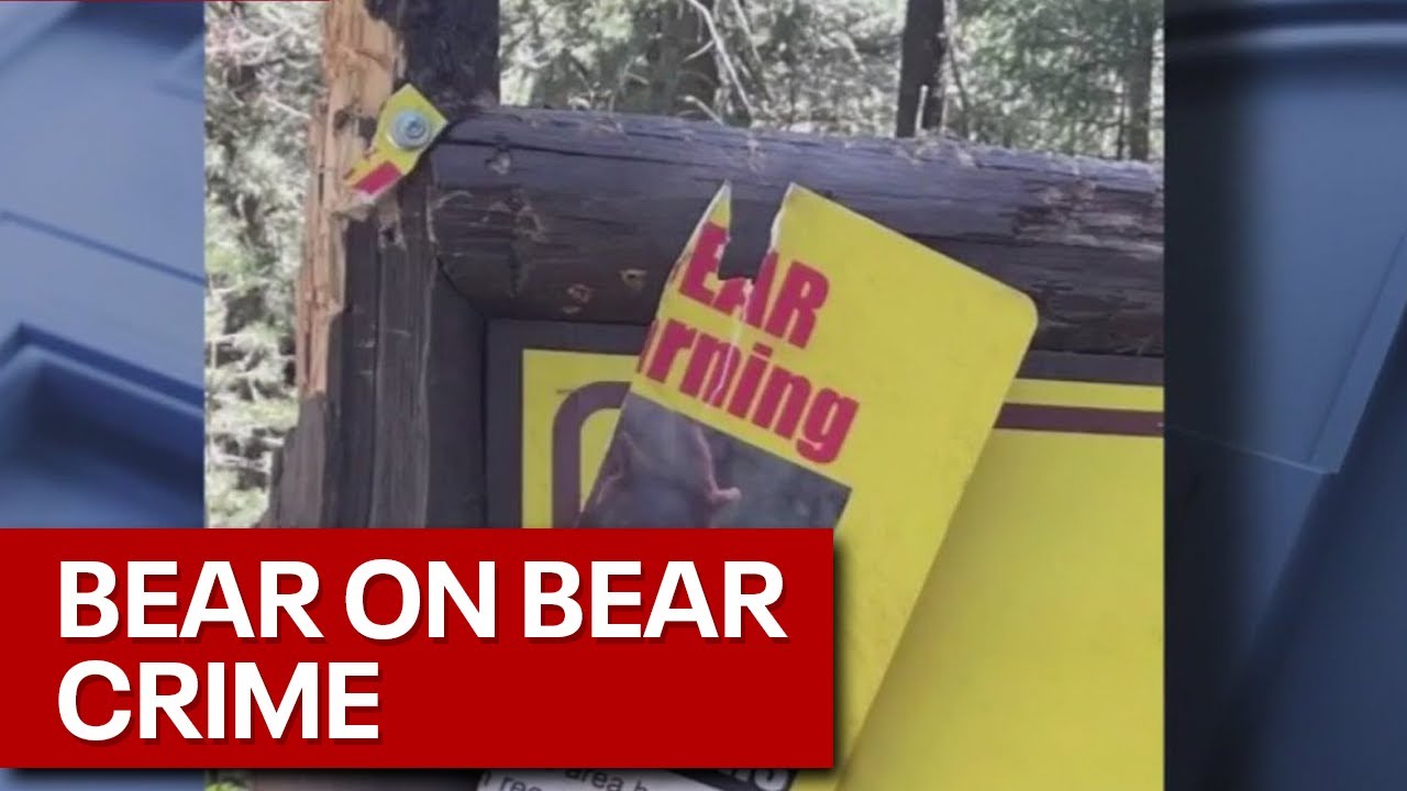 Bear warning sign damaged by bears - YouTube