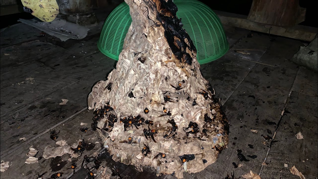 Burning giant wasps' nests at night Dangerous here..🐝😱🔥 - YouTube
