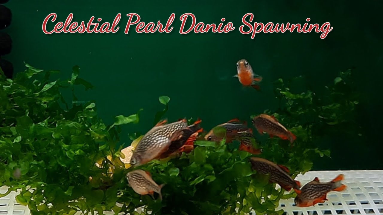 Celestial Pearl Danio Spawning - YouTube