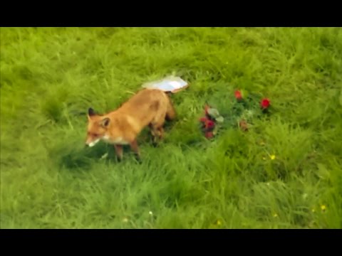 Fox give Birth to 5 cubs in London Garden - YouTube