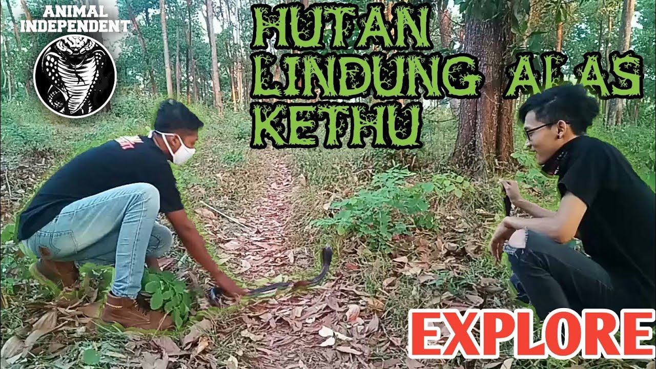 🔴EXPLORE : HUTAN LINDUNG ALAS KETHU - YouTube