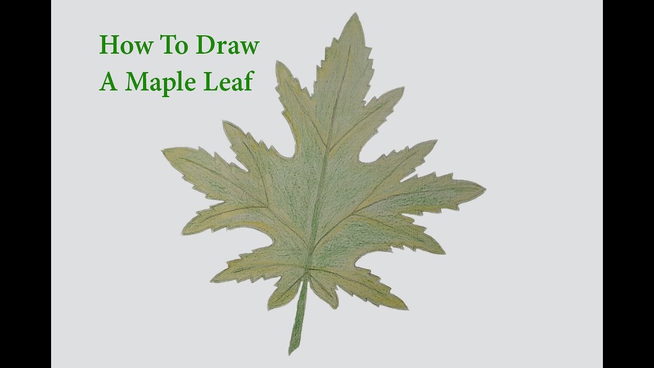 How to draw maple leaf || Art video || Sketch Video - YouTube