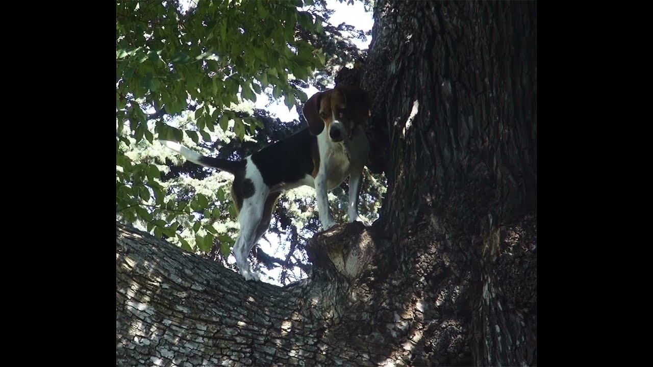 Emily the Beagle Tree Climb - YouTube