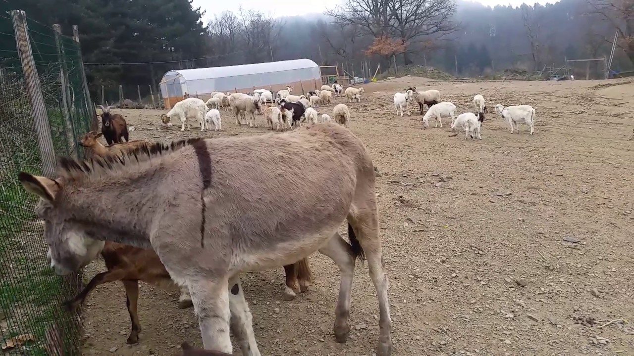 Gregge al pascolo pecore e asini - YouTube