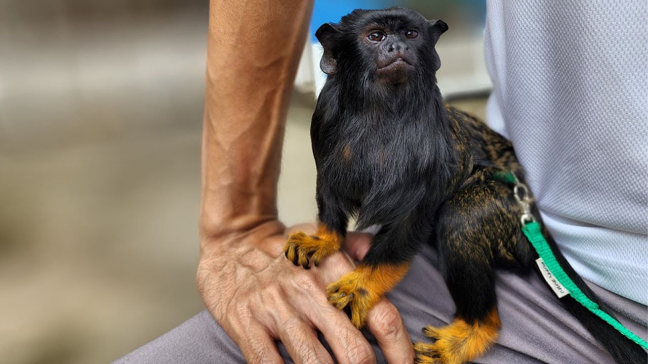 Adorable Tamarin Monkey - YouTube