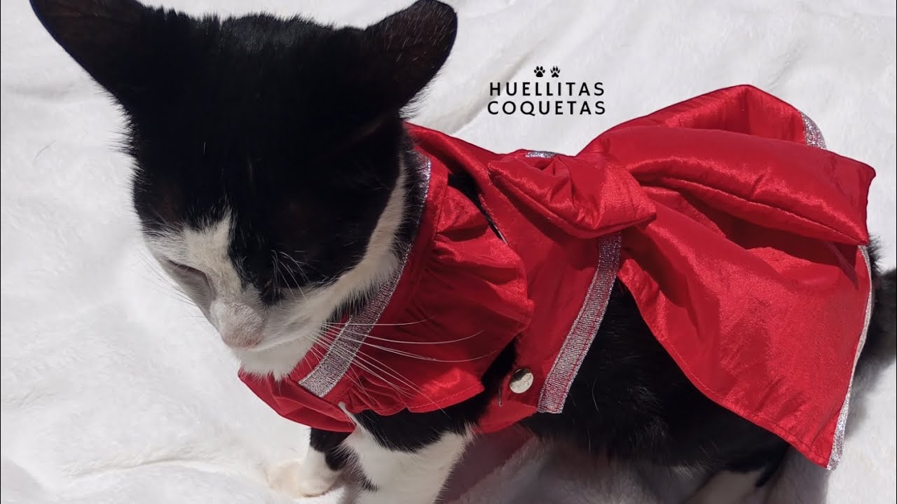 Vestido Coquette para perros y gatos de Huellitas Coquetas - YouTube
