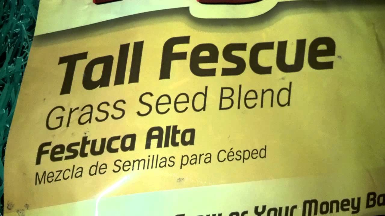 LAWNtalk101!!!ep:VIGORO TALL FESCUE CHALLENGE!!!!!!! ™™™™ CHALLENGE ...