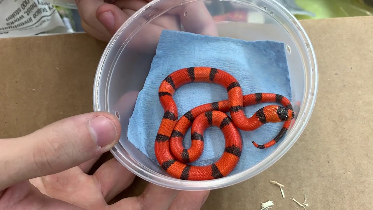 36+ Hours of no sleep, Time for a reptile unboxing! - Reptile Unboxing ...