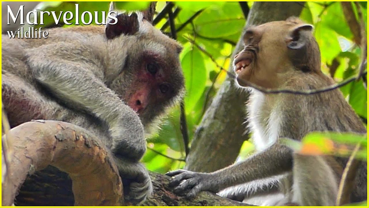 Often...! Monkey Duchess always d+ismiss+es Jazzy not to be near mother ...