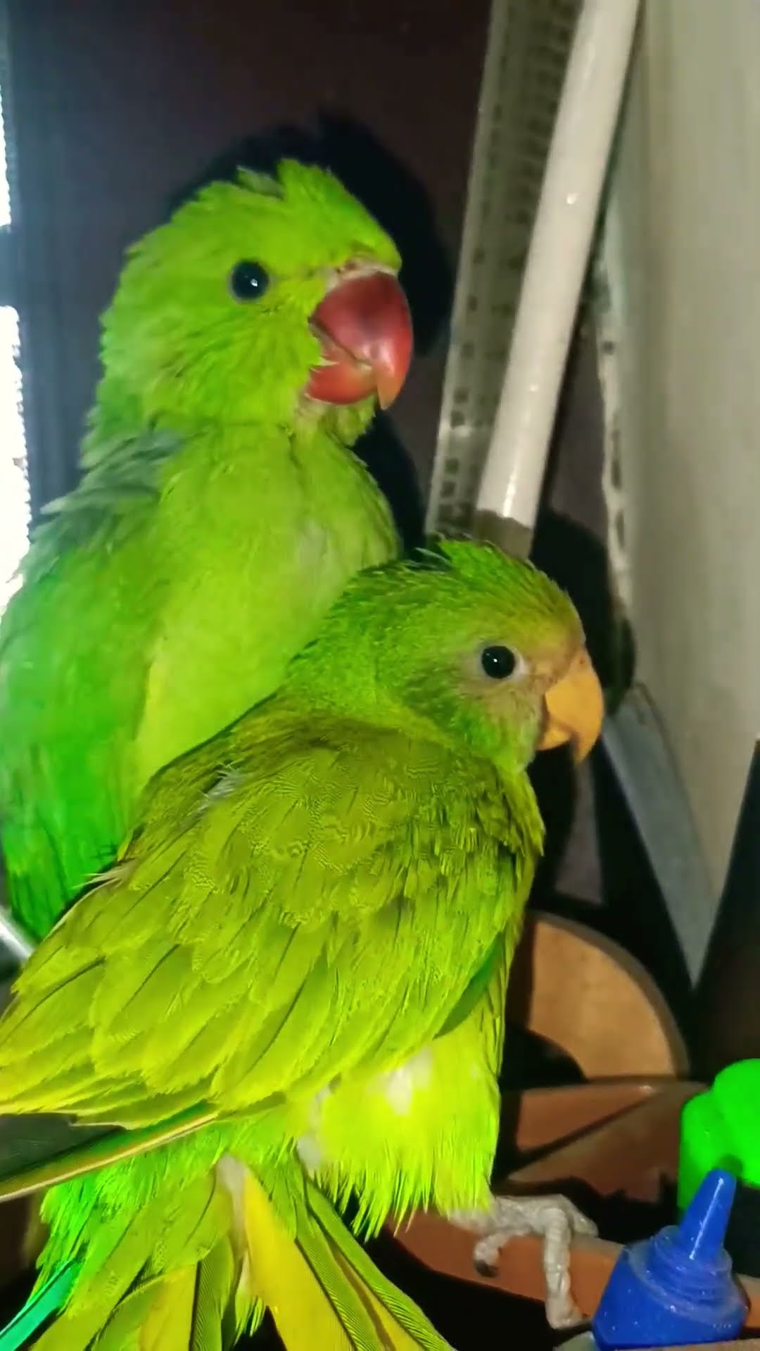 cute baby parrot🦜🥰 #parrot #cute #parrottalking #shortsviral #mittoo ...