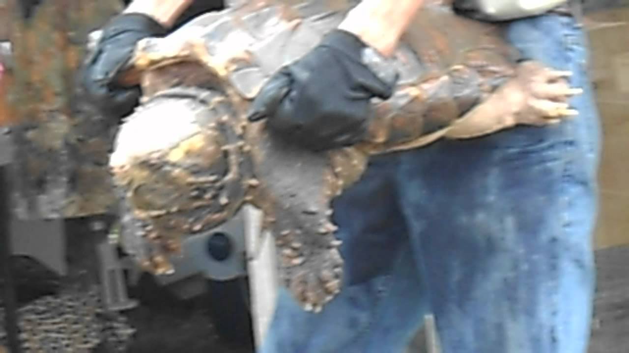 Alligator Snapper Bwana Jim - YouTube