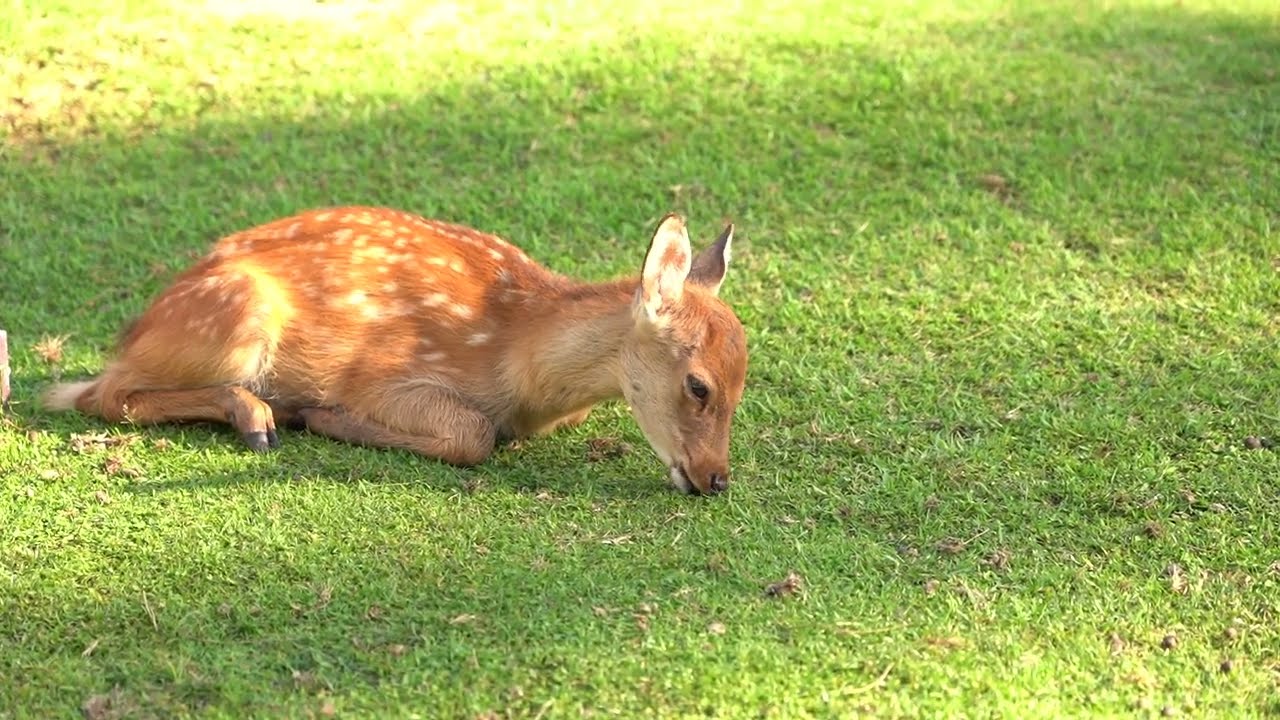 【Nara Park】baby deer eating grass - YouTube