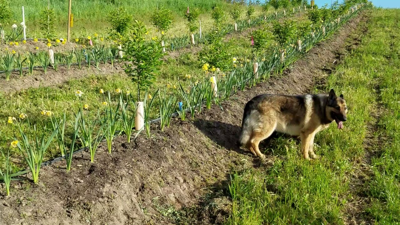 Orchard living mulches - YouTube