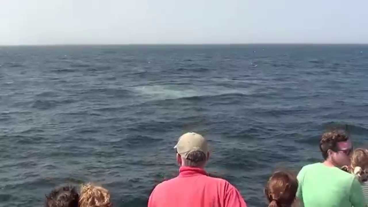 Provincetown Whale Watching off Cape Cod - YouTube