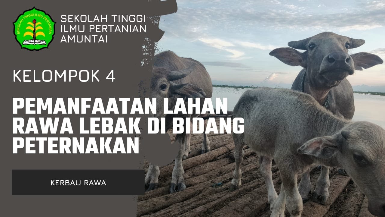 Pemanfaatan Rawa Lebak Sebagai Lahan Peternakan Kerbau Rawa||Kelompok 4 ...