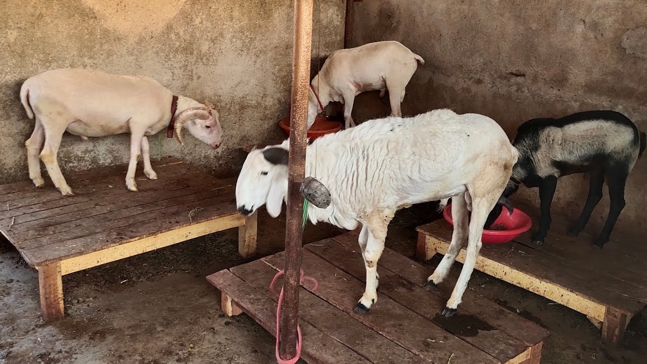 tawakkal goat farm hyderabad | Guntur baby sheep macherla menda ...
