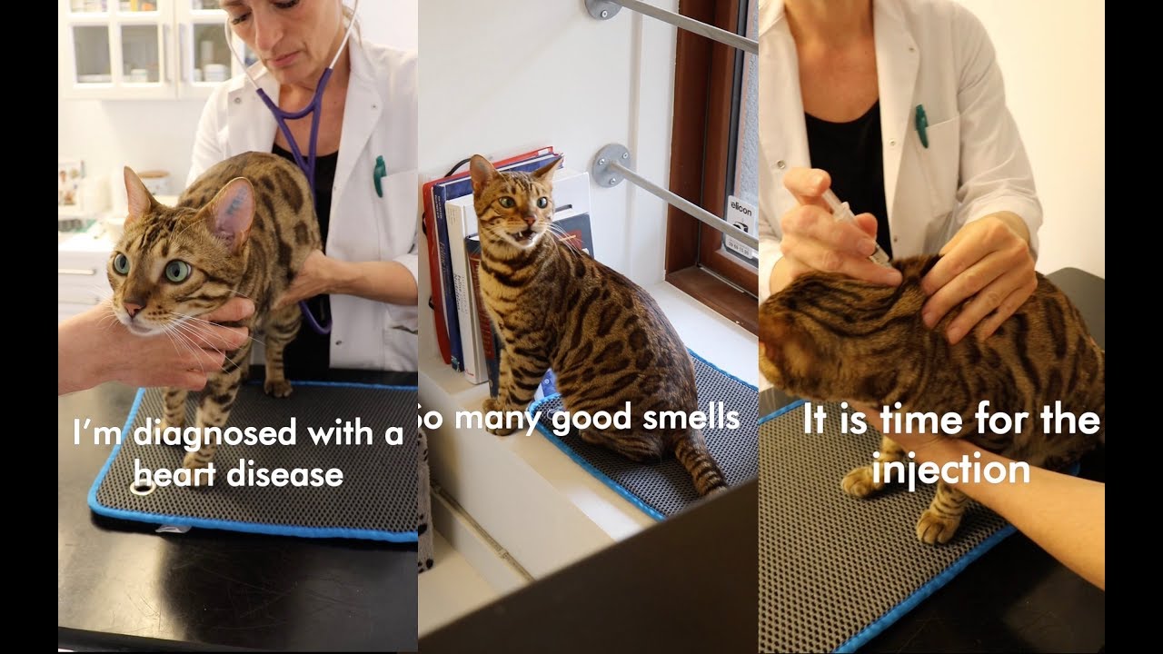 Gilbert The Cat Is Visiting The Vet - YouTube