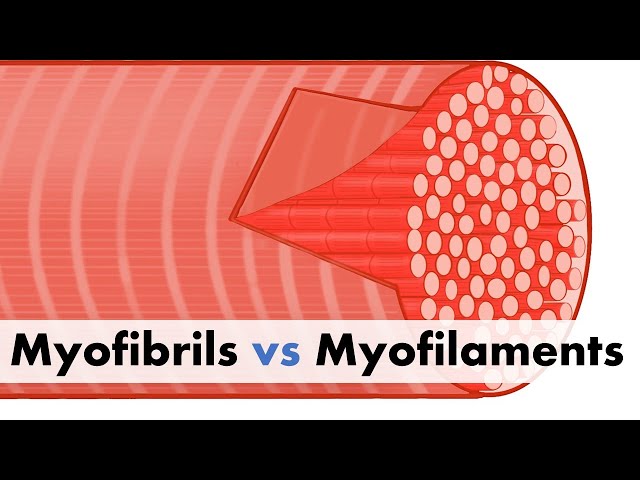 Myofibrils Anatomy Model
