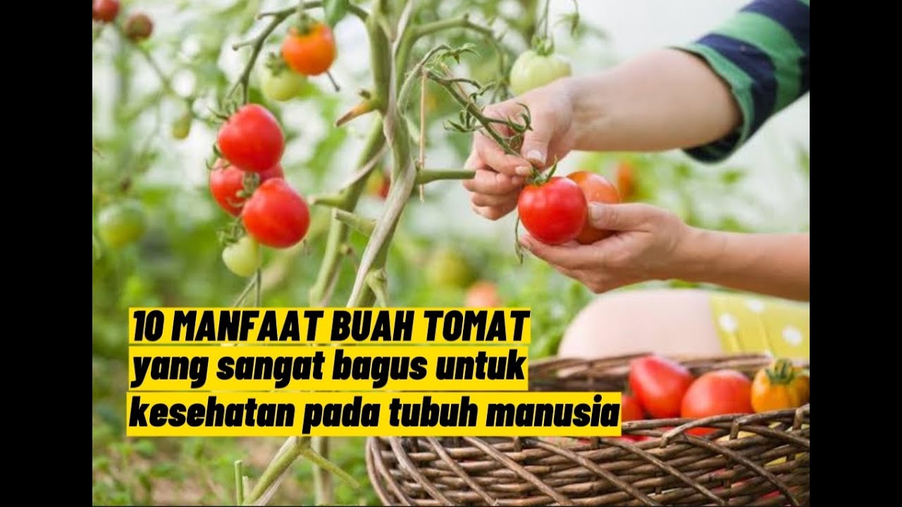 10 Manfaat buah tomat untuk kesehatan tubuh - YouTube