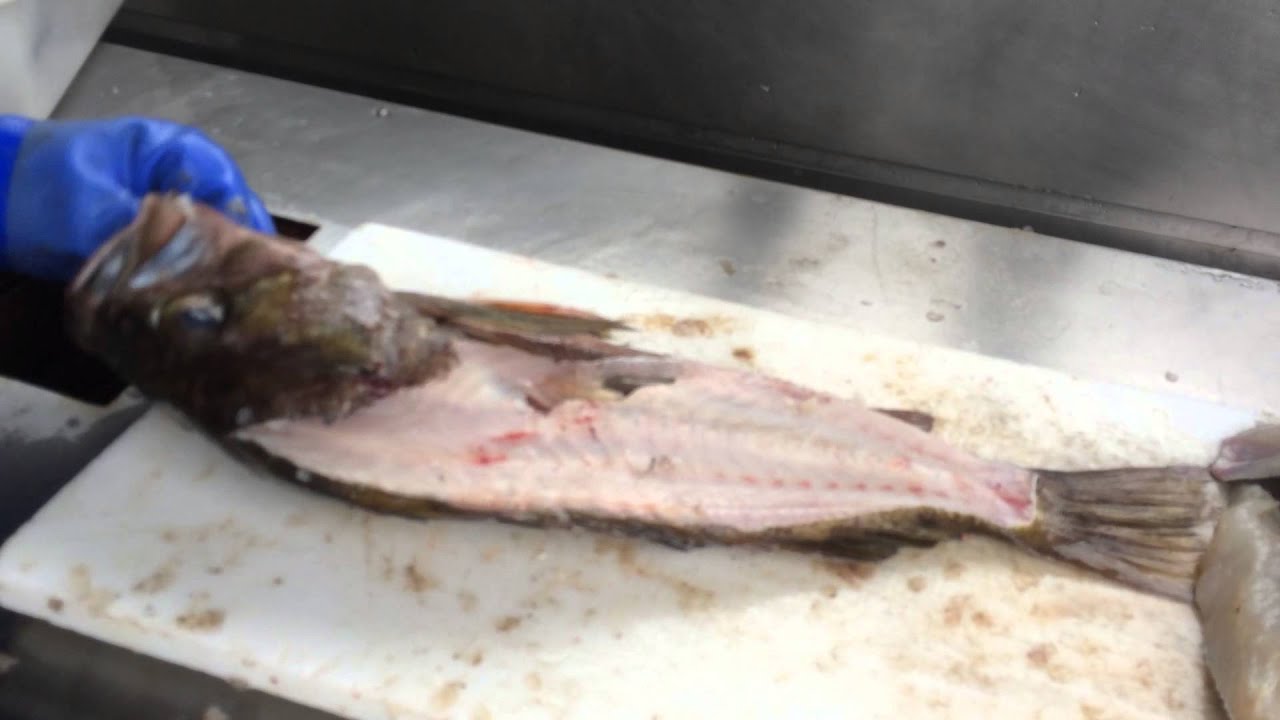 Filleting a Brown Bomber rockfish by veteran commercial fisherman in ...