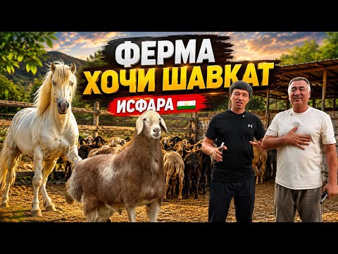 Исфара Фермаи Хочи Фуркат Икром1 августа 2026 г.