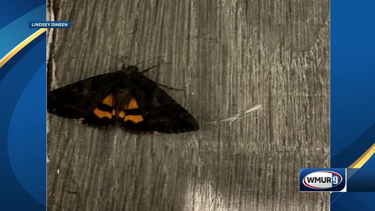 Jack-o'-lantern image spotted on moth in New Hampshire - YouTube