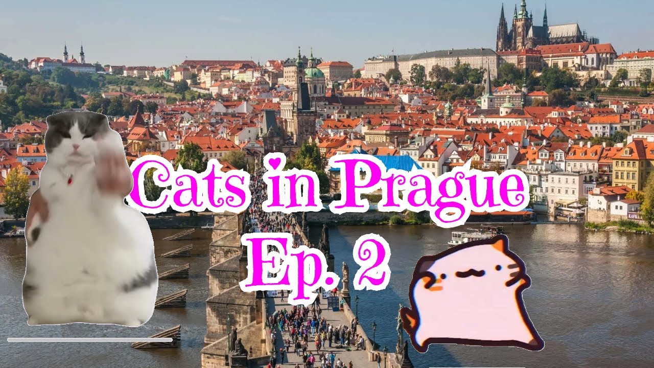 Cats in Prague Ep. 2 🐈🐈 - YouTube