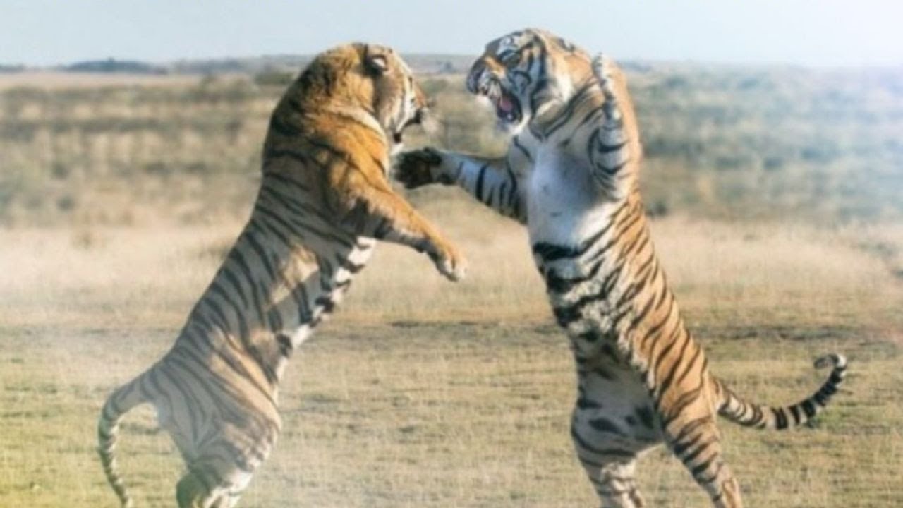 10 Terrific Tiger Facts you need to know - YouTube