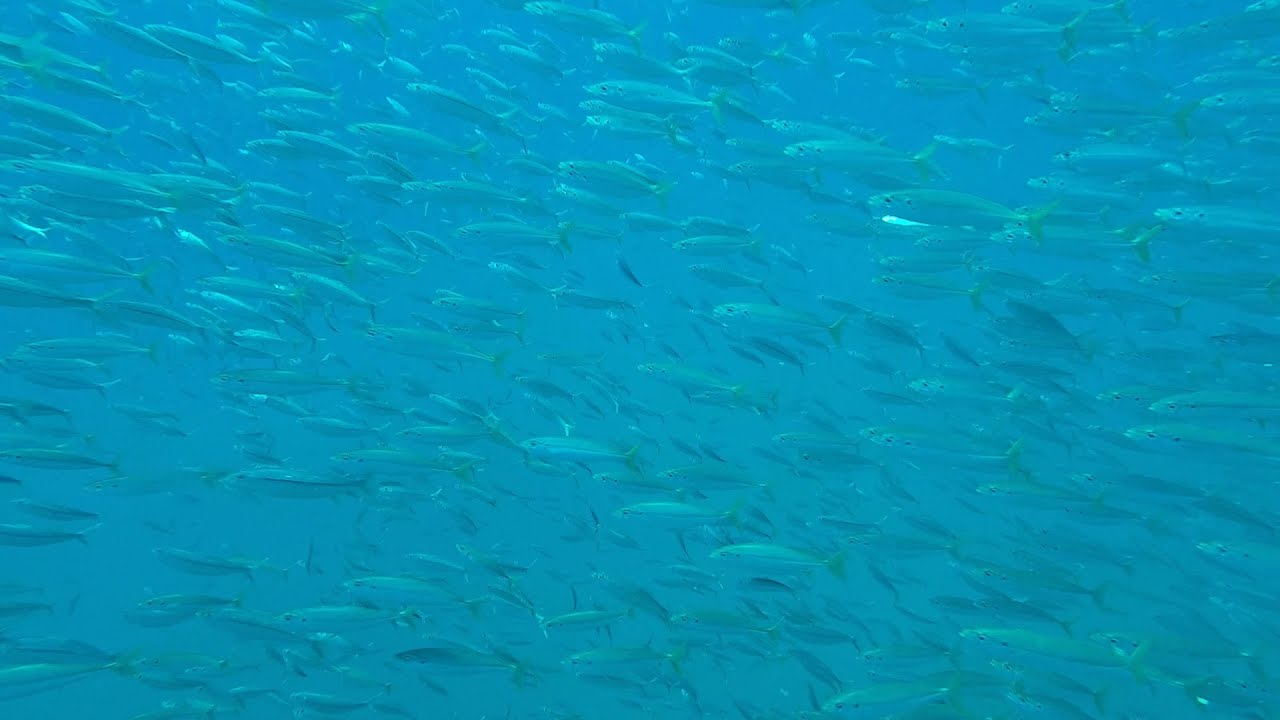 Conservation Wrangler: RGV Reef - YouTube