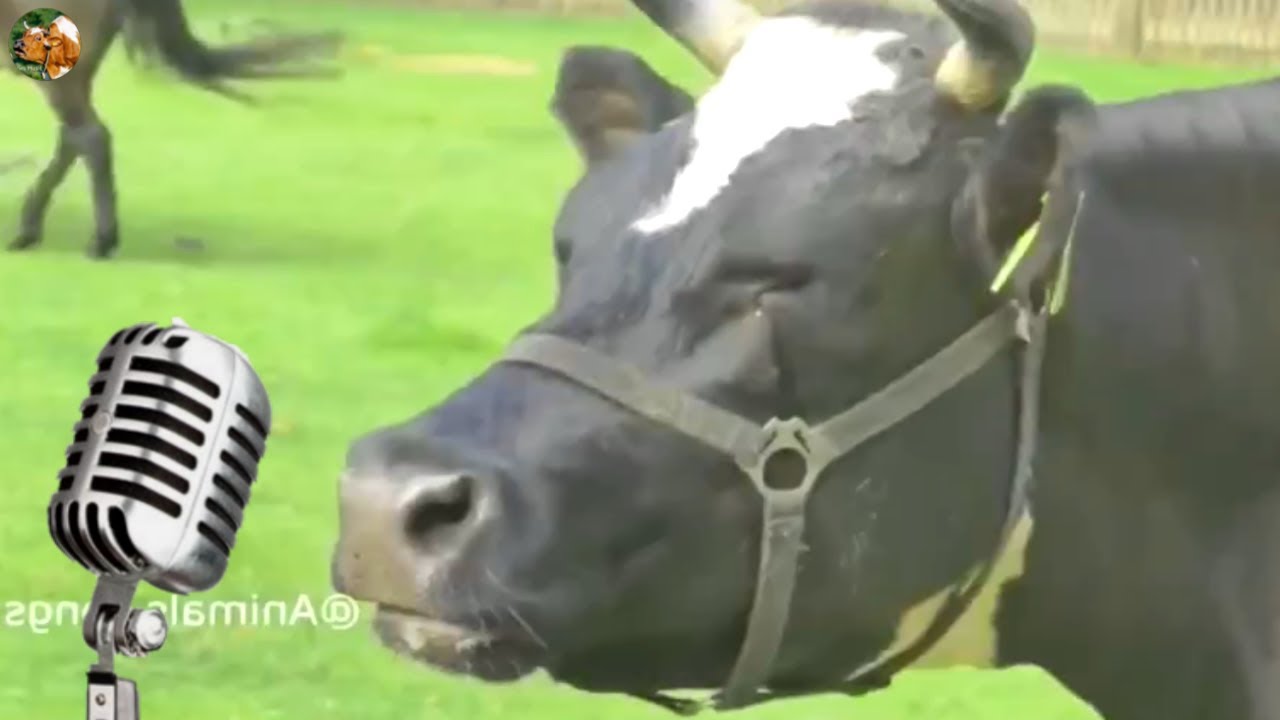 FUNNY COW DANCE 41 | COW SONG & FUNNY COW VIDEOS | COWS MUSIC - YouTube
