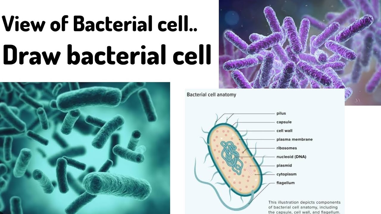 How to draw Bacterial cell wall‼️ Step by step drawing.. - YouTube