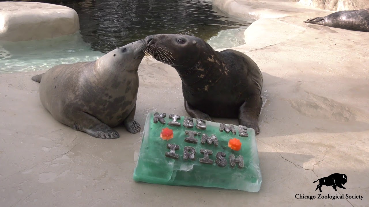 St. Patricks Day at Brookfield Zoo - YouTube