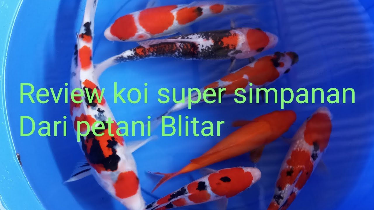 Petani koi Blitar riview ikan simpanan wa. 085706011147 - YouTube