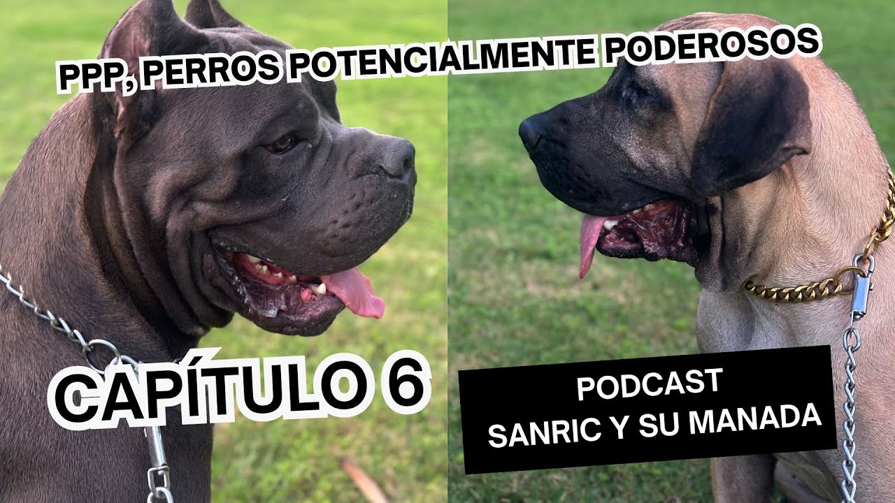 Capitulo 6 - Perros Potencialmente Poderosos - SanRic y su Manada - YouTube