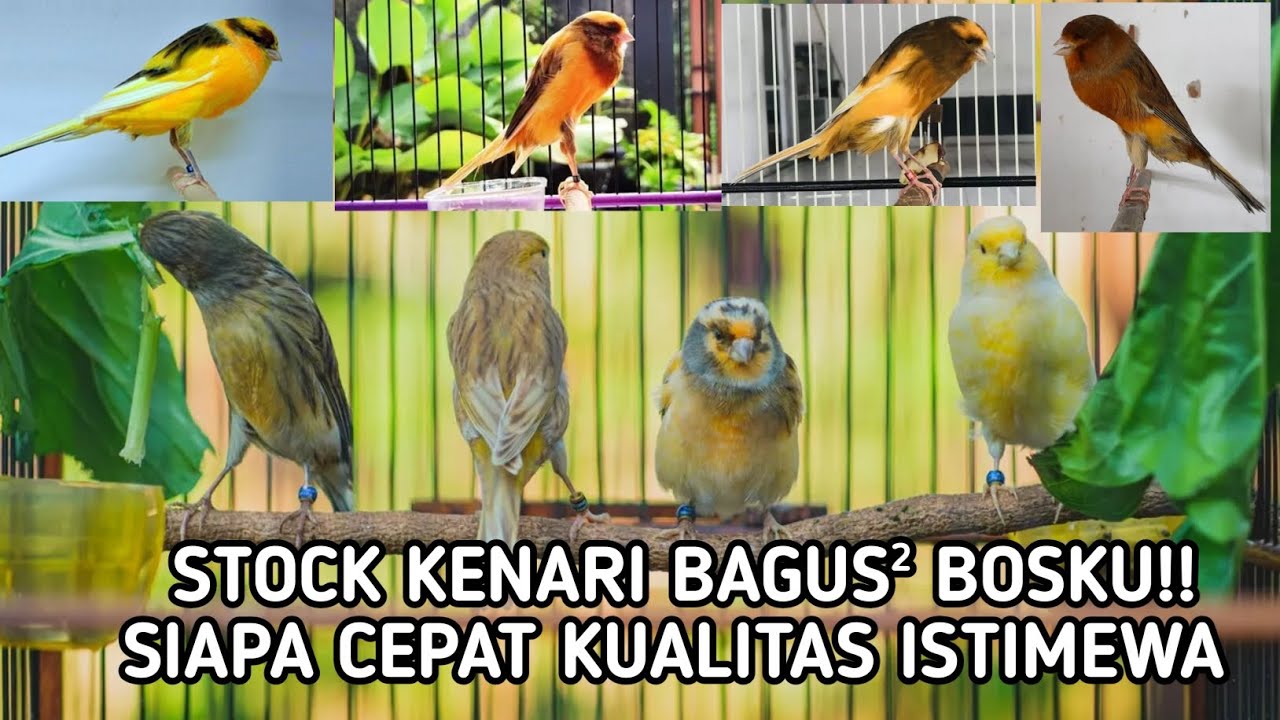 JUAL KENARI BERBAGAI SERI KENARI YS, AF,F1,F2, KENARI RASMI DLL ...