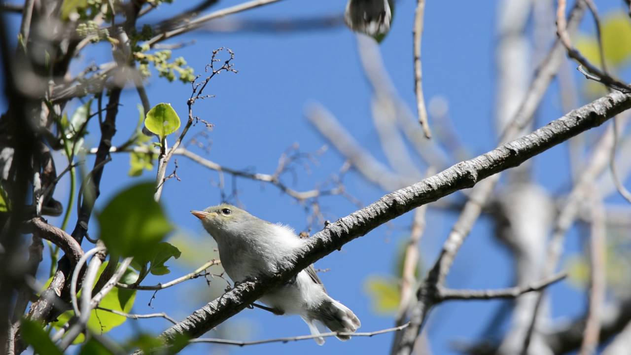 Grey Warbler / riroriro feeding fledgling - YouTube